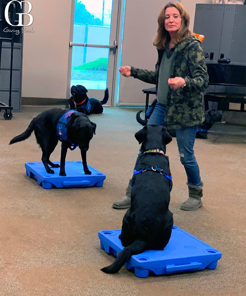 10 Things About Jan Greenberg & Freedom Dogs - GB Magazine