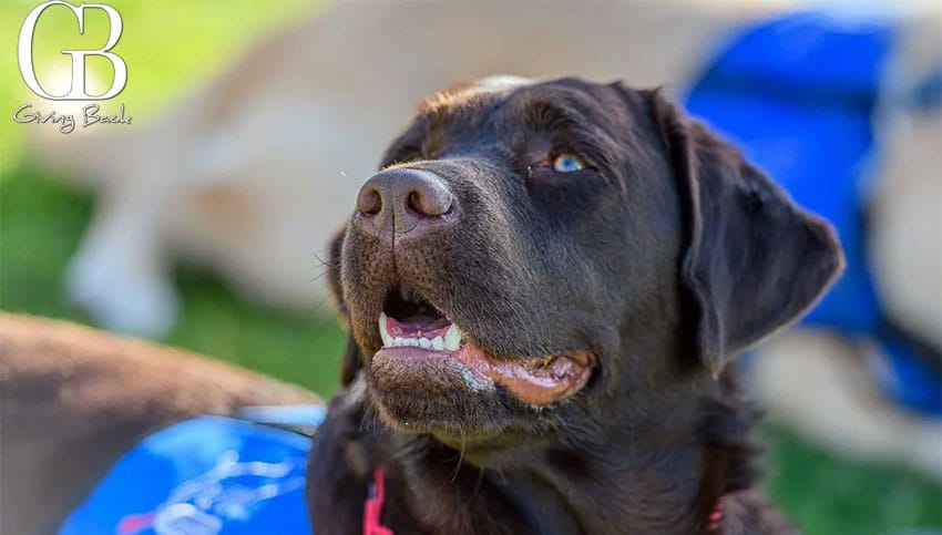 10 Things About Jan Greenberg & Freedom Dogs - GB Magazine